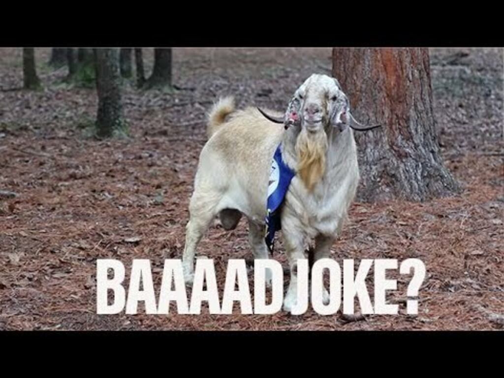 Midshipman on being Navy’s ‘Bill the Goat’ mascot: ‘Sure, why not?’