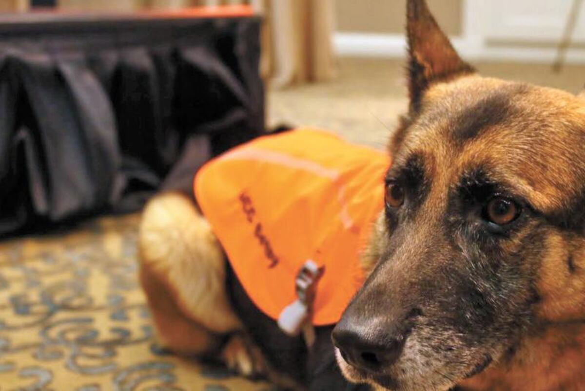 In mine-riddled Bosnia, bomb dogs are life savers