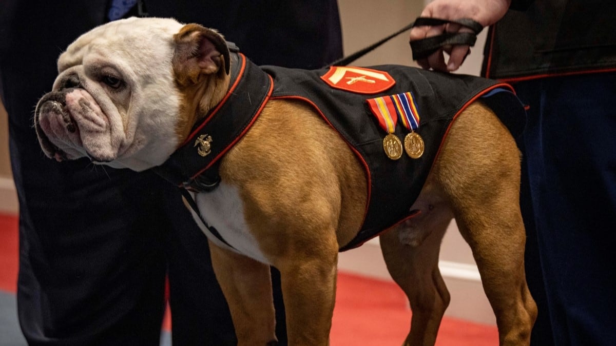 Usmc Devil Dog US Marine Corps Devil Dogs Hat Patch