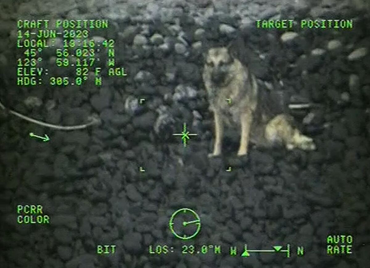 Ruff rescue! Dog saved by Coast Guard after 300-foot tumble from cliff