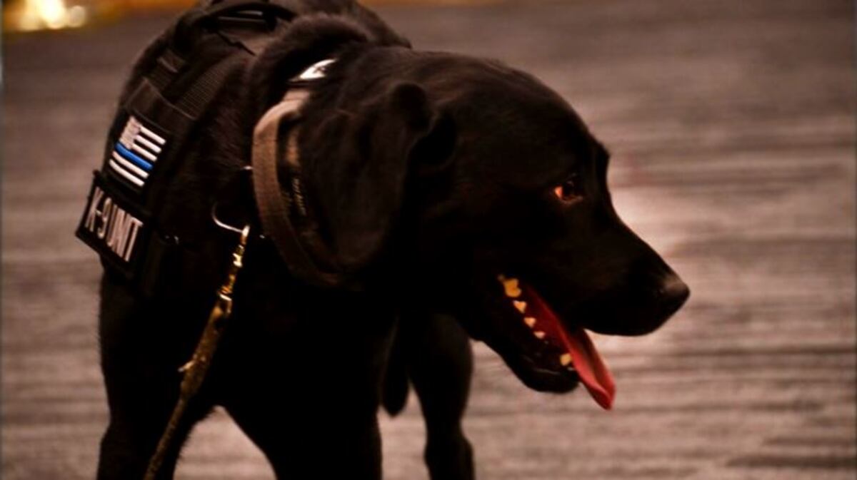 Meet Iris: FBI’s first agent with a nose for digital media [video]