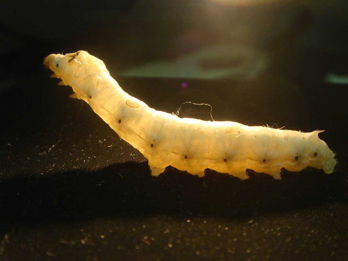 Super silk worms may be the key to better body armor