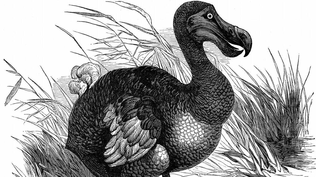 Dodo De‑Extinction in Motion: Colossal Biosciences’ Next Frontier